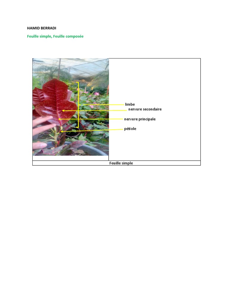 Feuille Simple Et Feuille Composée | PDF