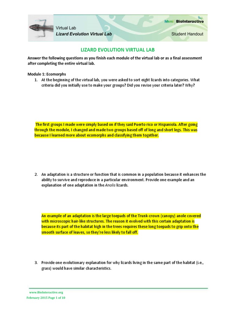 Lizard Lab | PDF | Evolution | Lizard