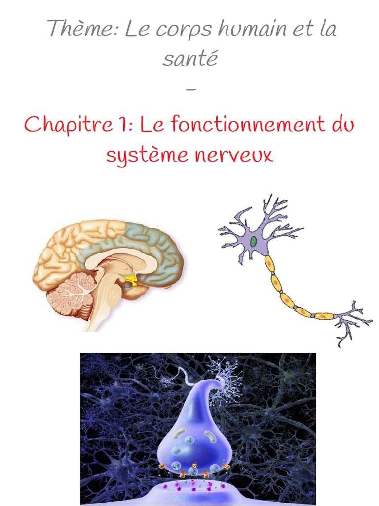 Fonctionnement du système nerveux | PDF | Système nerveux | Nerf