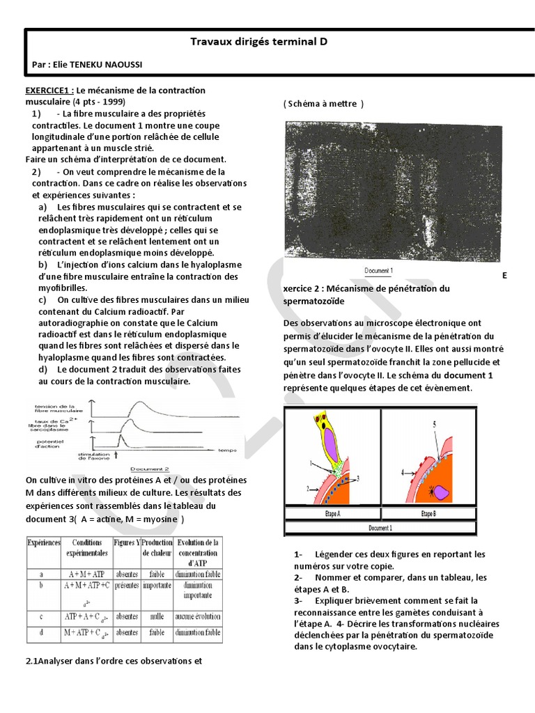 TD Seq 3 Tle D | PDF | Contraction du muscle | Muscle squelettique