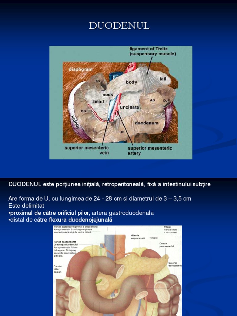 3.intestinul Subtire Si Intestin Gros | PDF
