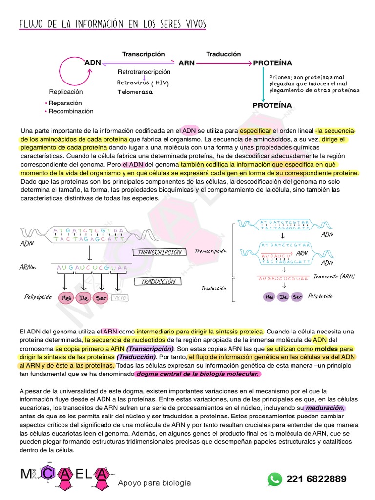 6 - Mini Apunte Transcripción Y Traducción | PDF | Traducción (biología ...