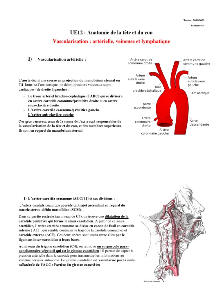 Fiche Vascularisation | PDF | Aorte | Artère carotide commune