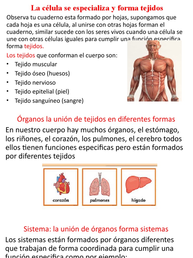 SEMANA 1 La Celula Tejidos, Organos y Sistemas | PDF
