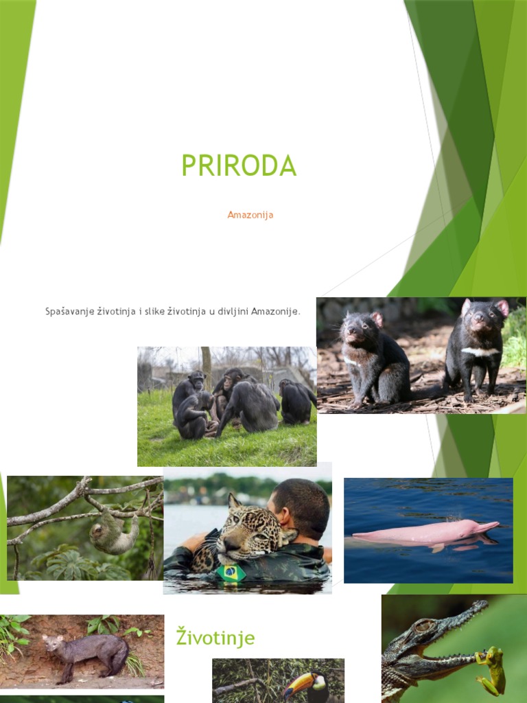 Презентација | PDF