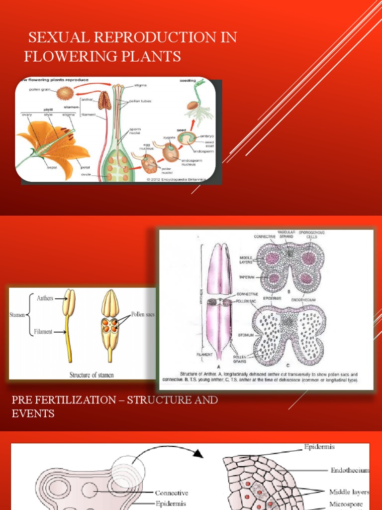 Sexual Reproduction in Flowering Plants | PDF | Flowers | Pollen