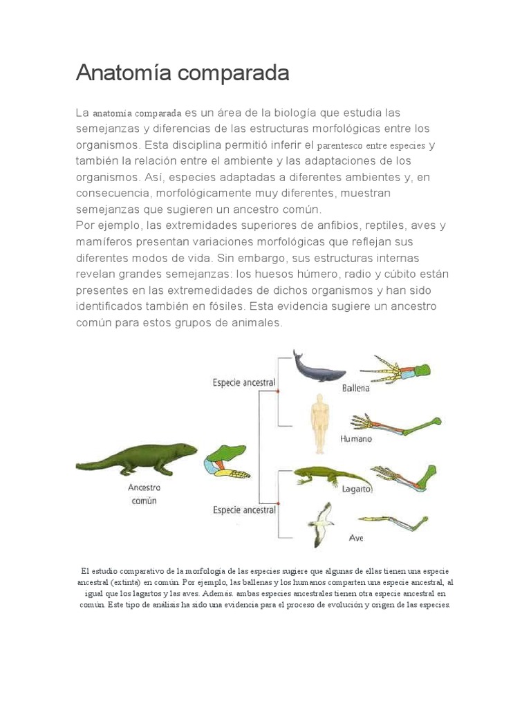 Anatomía Comparada | PDF | Evolución | Homología (biología)