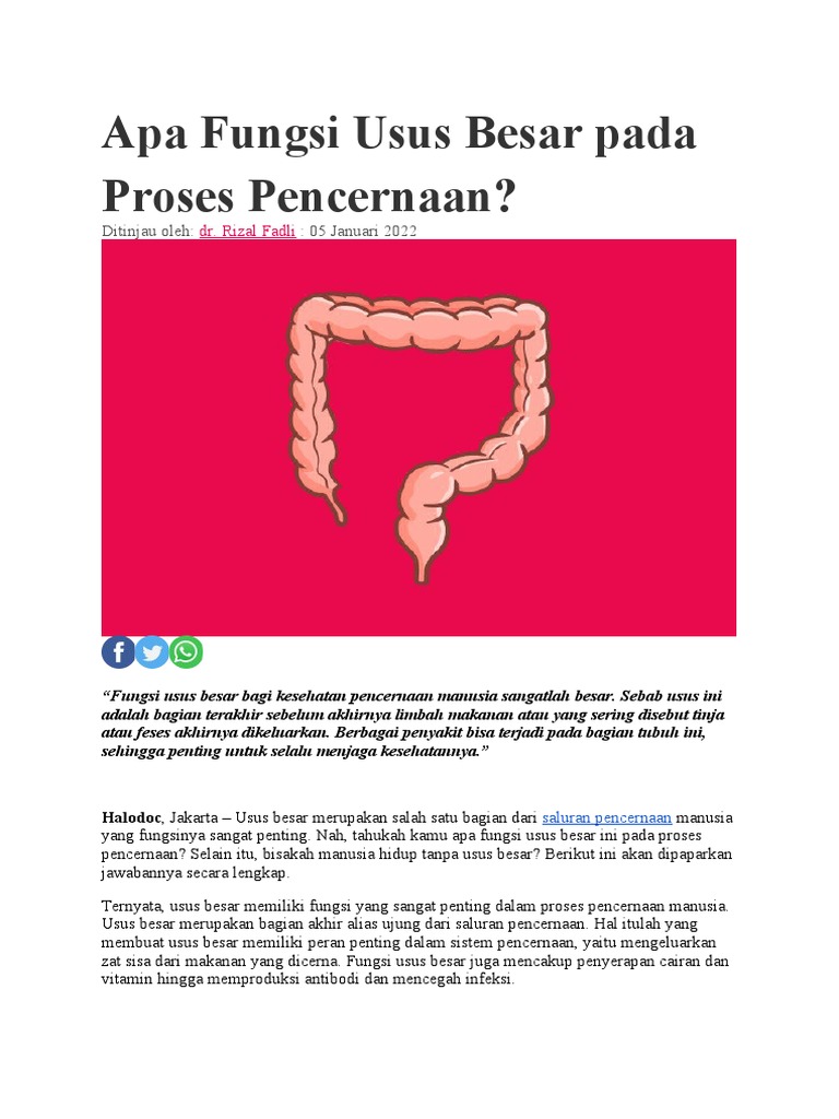Apa Fungsi Usus Besar Pada Proses Pencernaan | PDF