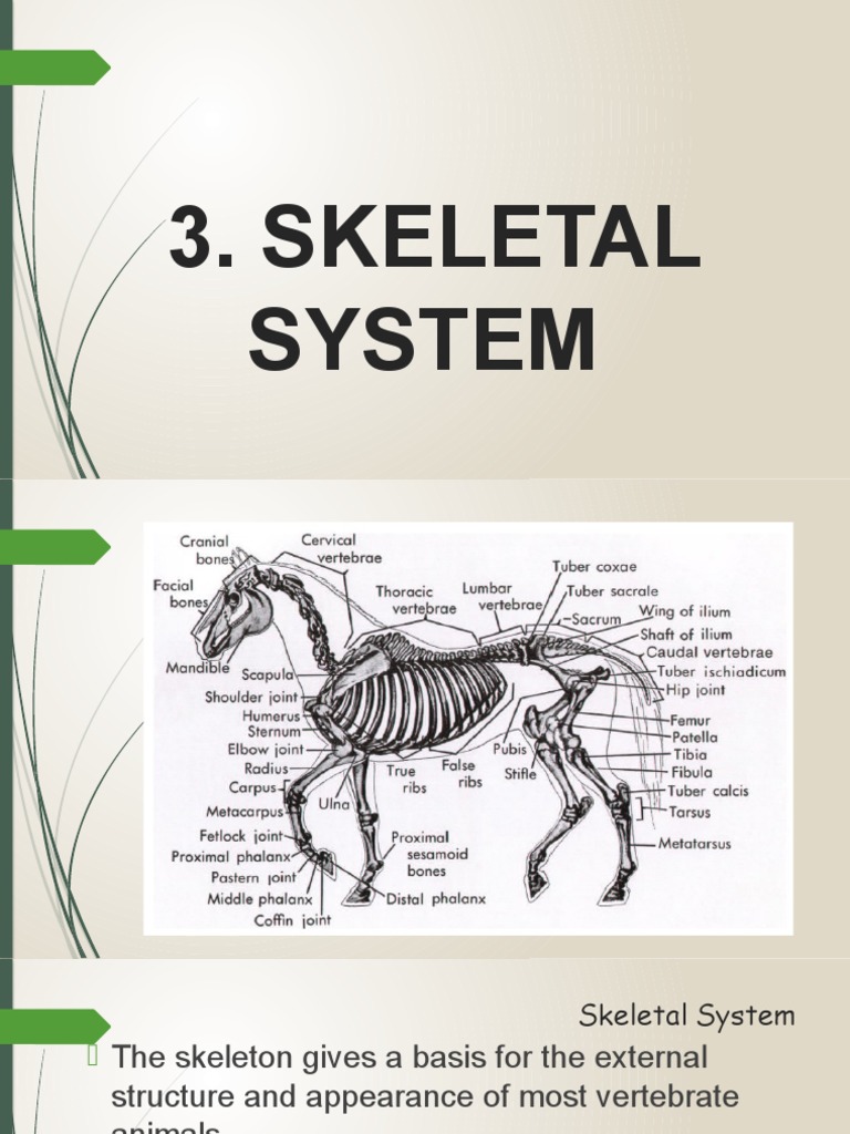 Skeletal System | PDF | Skeleton | Pelvis