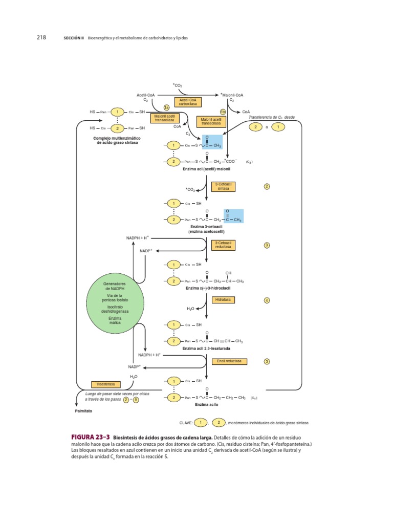 Biosintesis de Acidos Grasos | PDF | Nicotinamida Adenina Dinucleótido ...