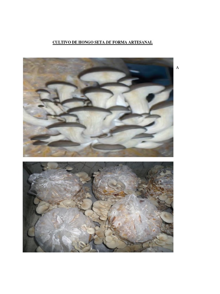 Cultivo Artesanal de Hongo Seta | PDF | Humedad | Hongo