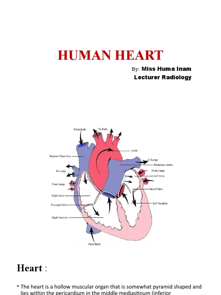 Heart | PDF | Heart Valve | Atrium (Heart)