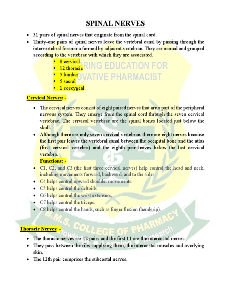 Spinal Nerves | PDF | Vertebral Column | Human Anatomy