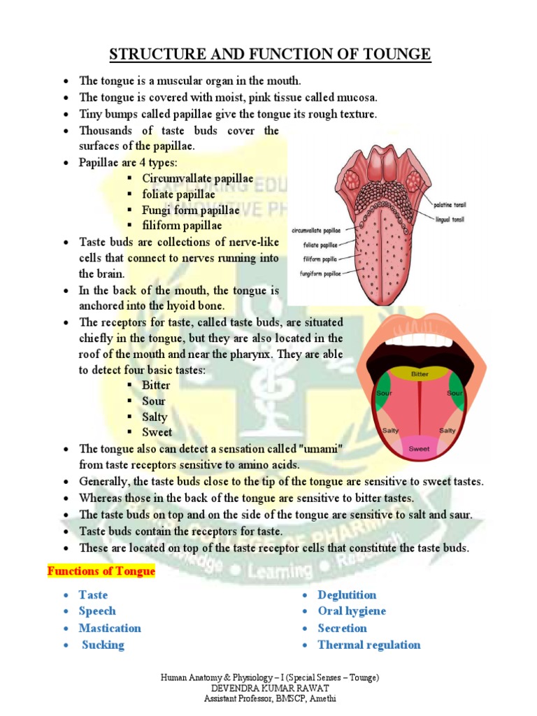 Structure and Function of the Tongue | PDF | Wellness