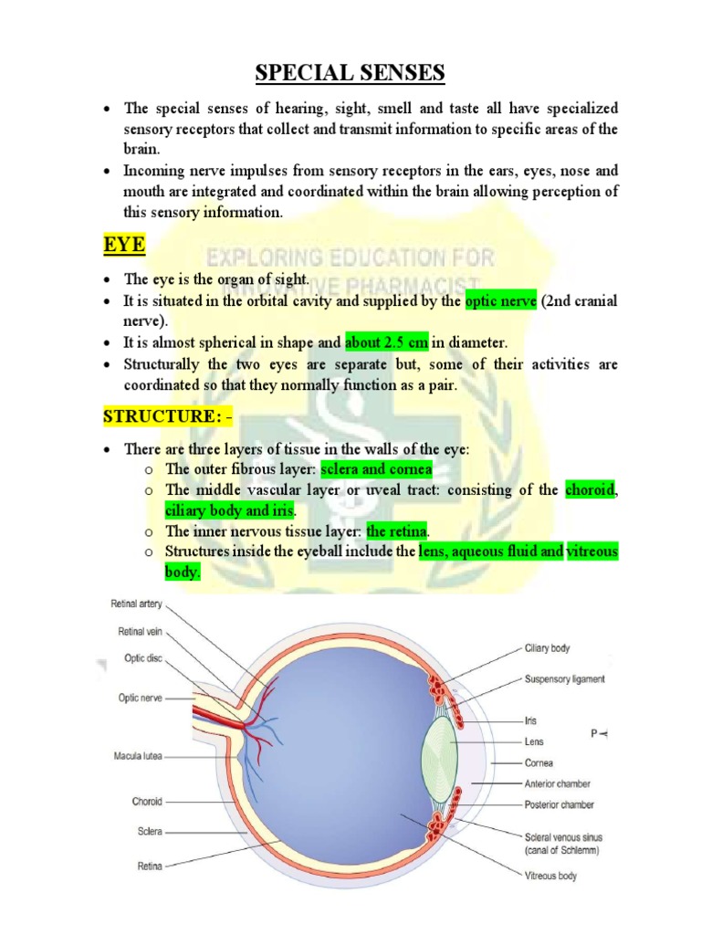 Special Senses EYE | PDF | Human Eye | Cornea