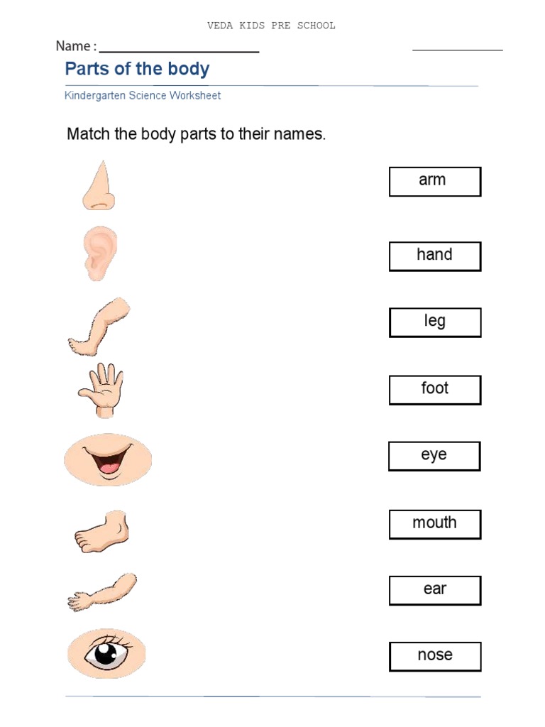 Parts of Body B | PDF