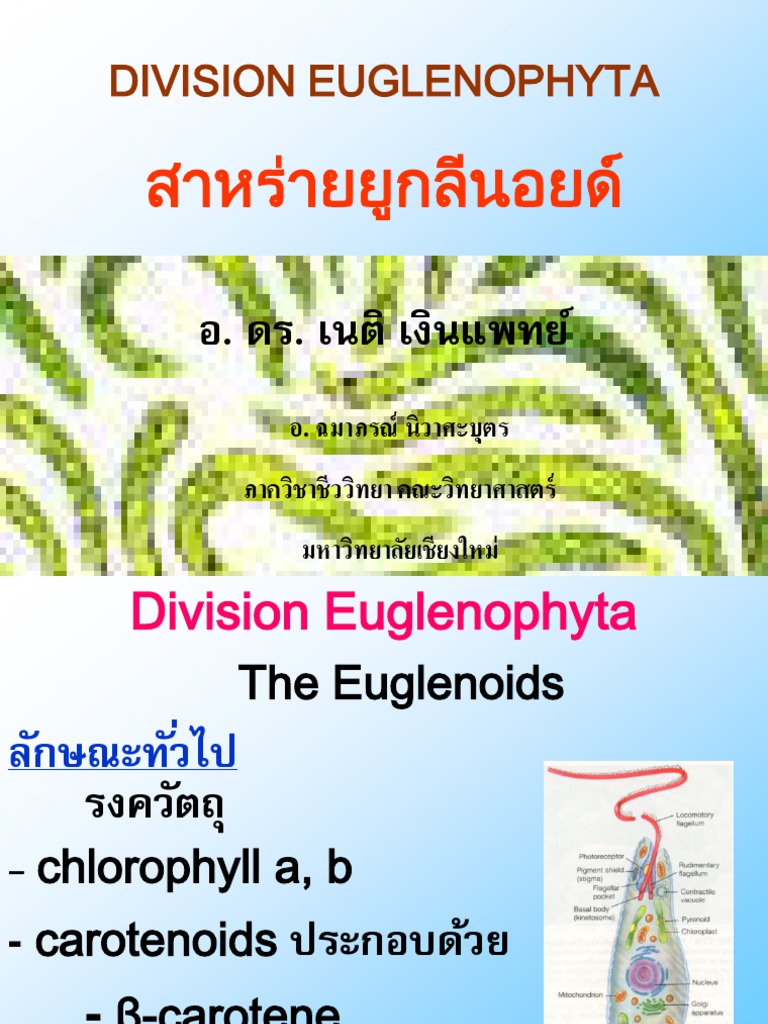 Division Euglenophyta ยูกลีนอยด์ | PDF