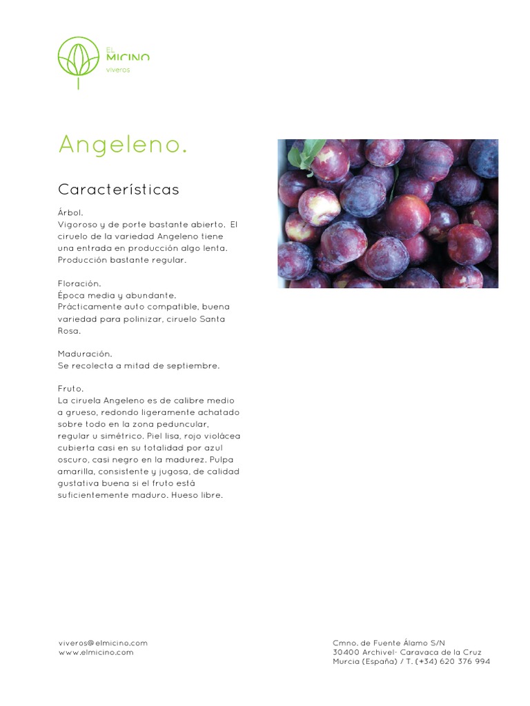 Características y descripción de la variedad de ciruela Angeleno | PDF