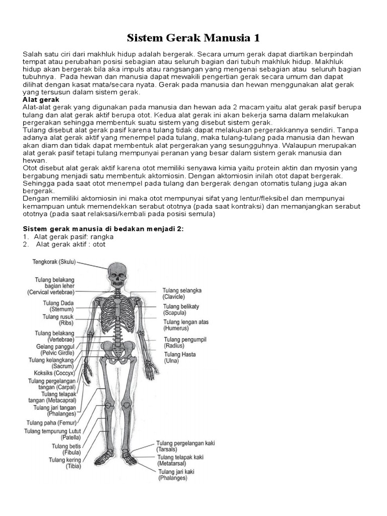 Sistem Gerak Manusia: Rangka dan Otot | PDF