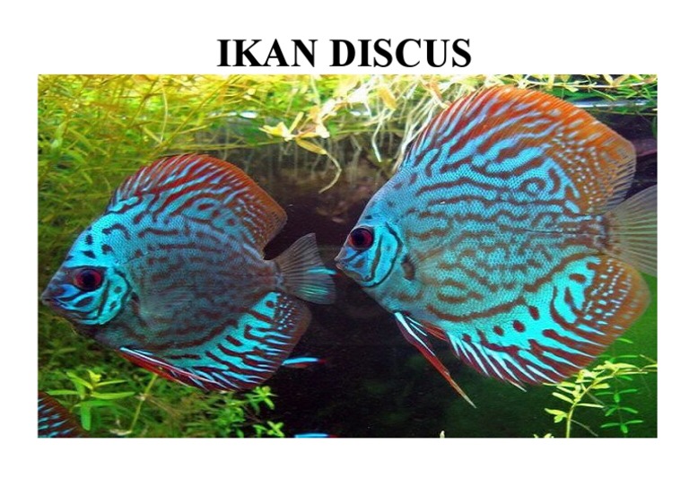 Gambar Ikan Discus | PDF
