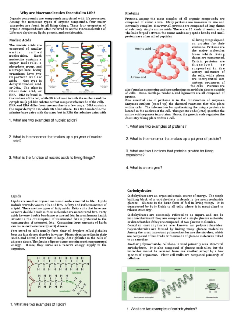 2906 - Macromolecules Reading Questions | PDF