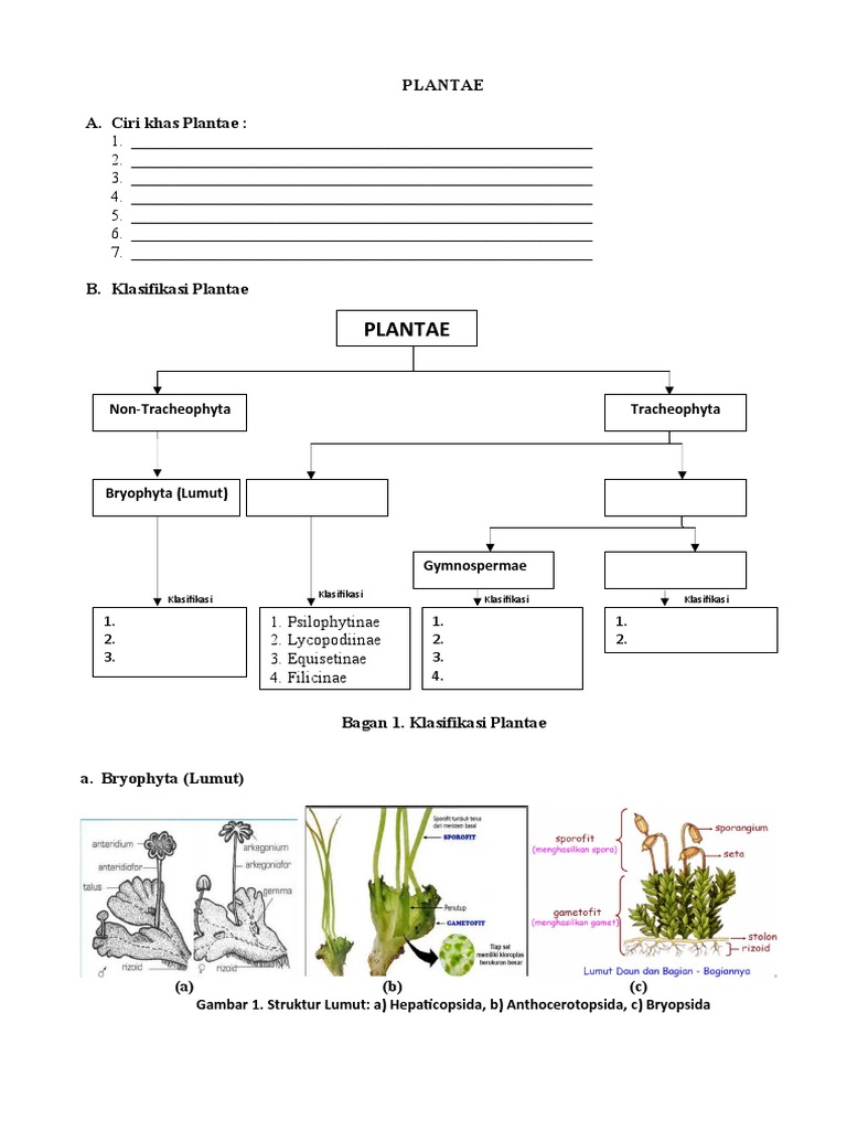 Klasifikasi dan Reproduksi Plantae | PDF