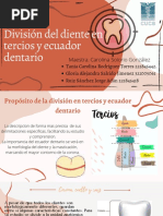 Tabla de Medidas para Dientes Permanentes | PDF | Anatomia dental | Diente