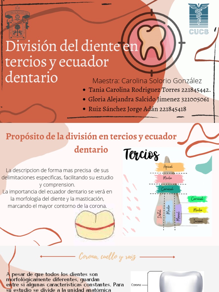 División Del Diente en Tercios y Ecuador Dentario | PDF
