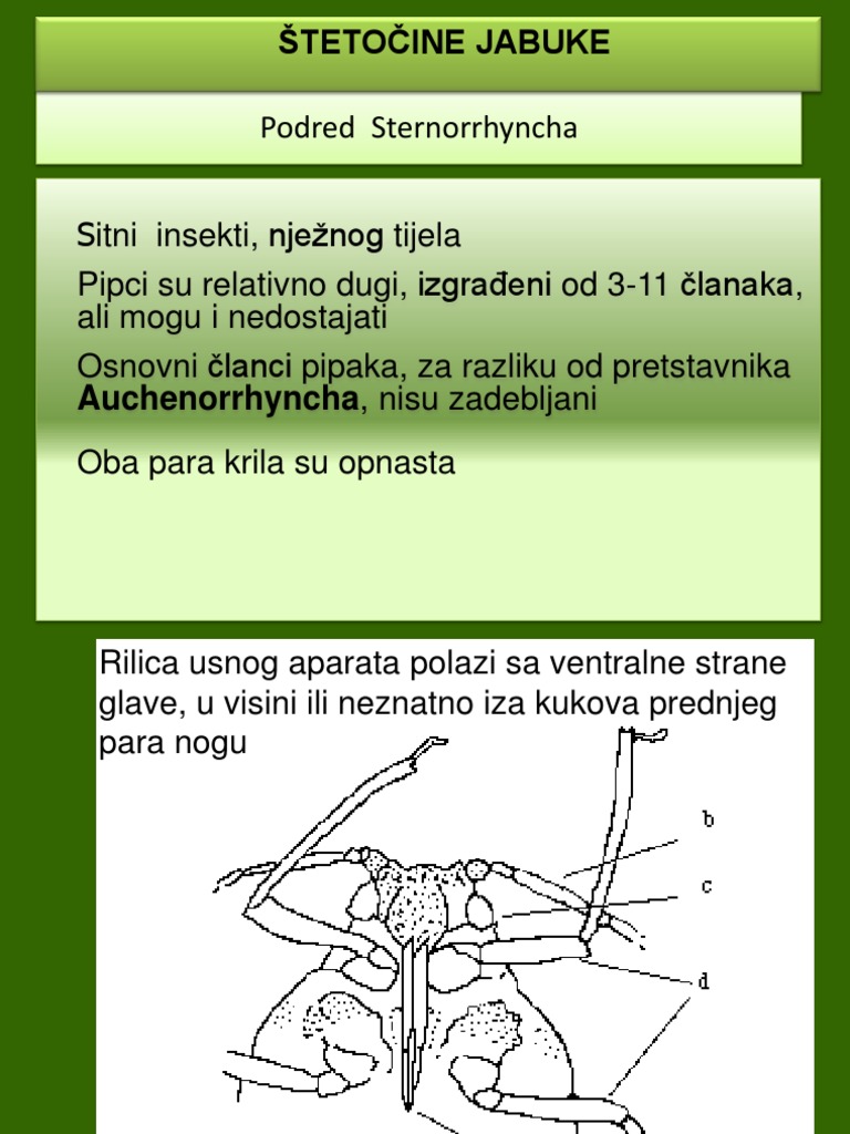 Stetocine Jabuke | PDF