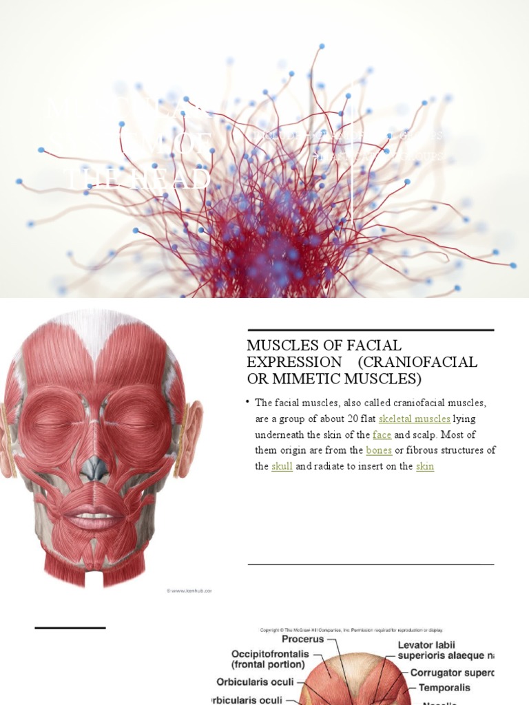 Muscles of Facial Expression Explained | PDF