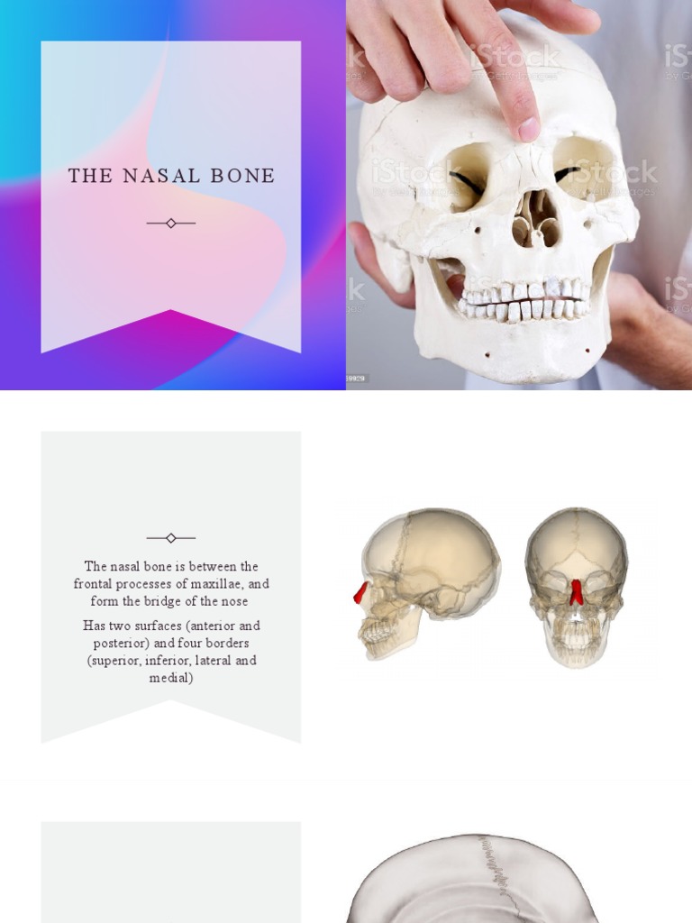 Nasal Bone+vomer | PDF