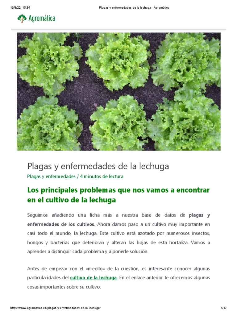 Plagas y Enfermedades de La Lechuga - Agromática | PDF | Lechuga | Agricultura