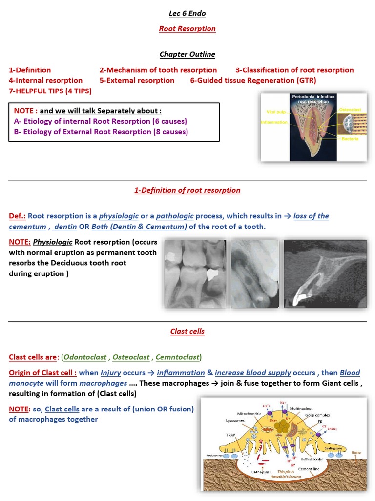 Lec 6 Endo | PDF | Dentin | Dentistry Branches