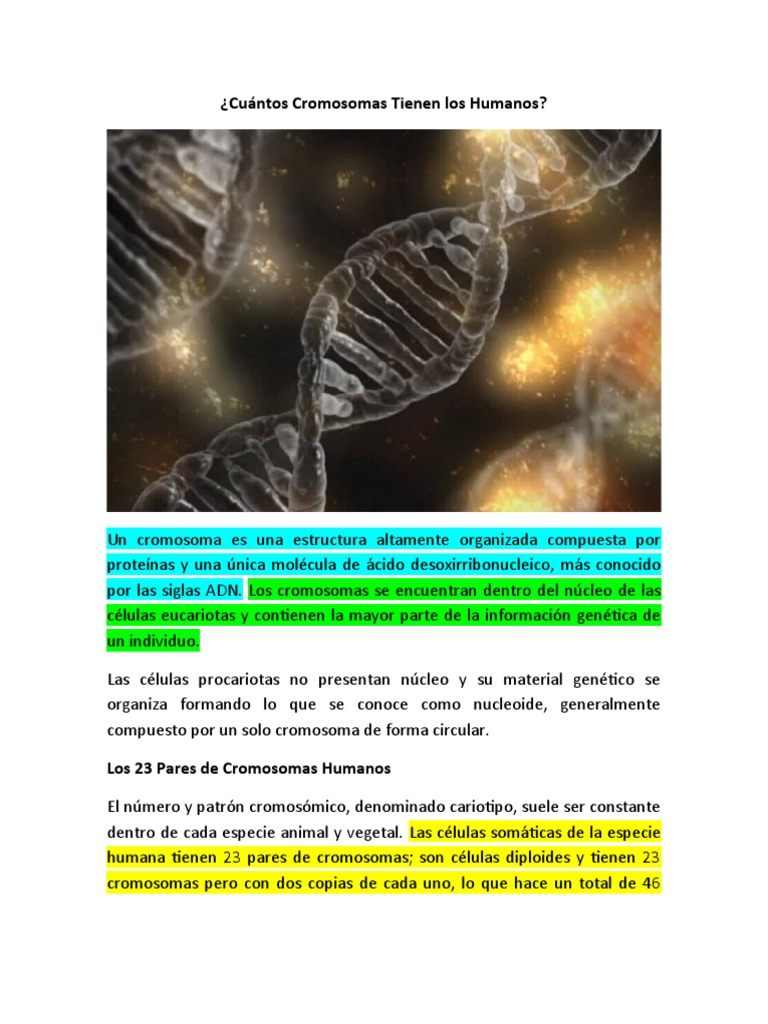 Cromosomas Humanos: Estructura y Tipos | PDF | Cromosoma | Cariotipo