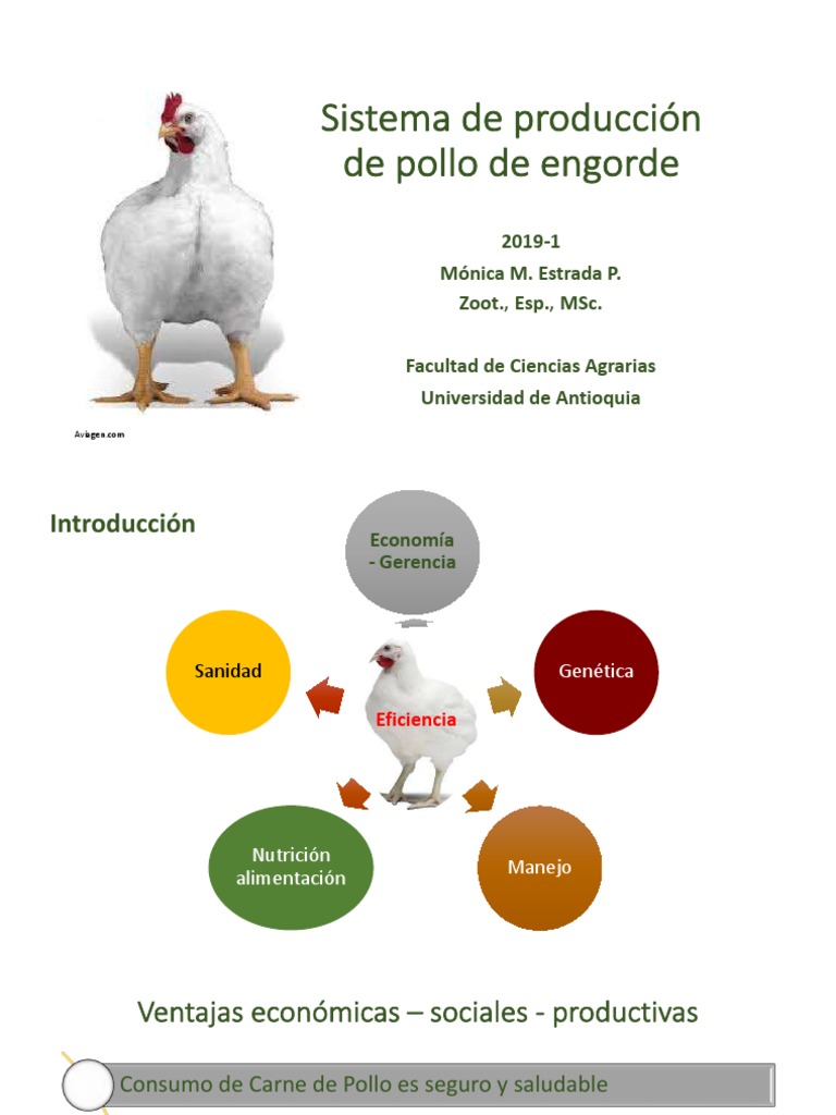 Clase 9. Sistema de Producción Pollo de Engorde Parte I | PDF | Pollo ...
