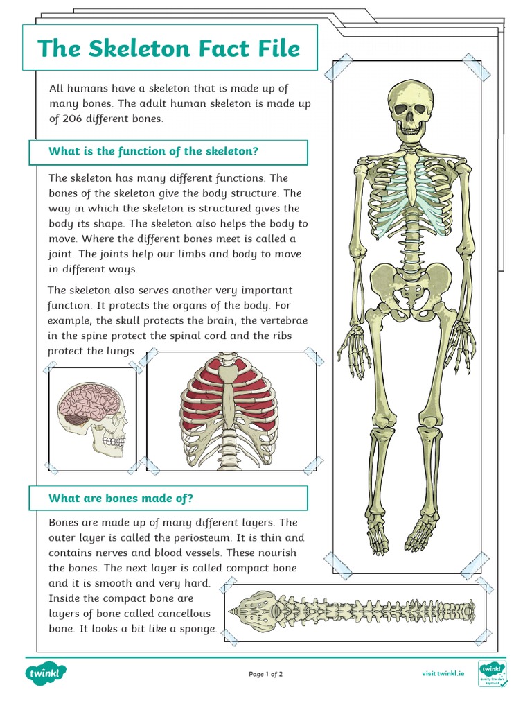 Roi SC 284 The Skeleton Fact File Ver 2 | PDF