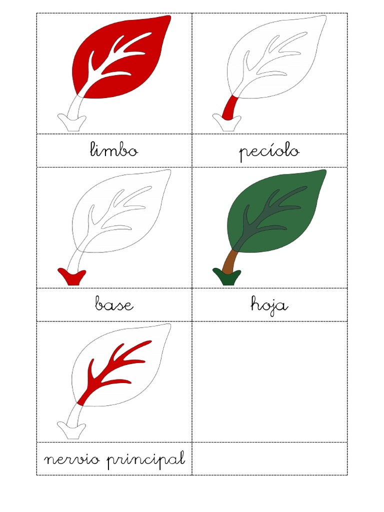 Cartas Tres Partes de La Hoja Montessori | PDF