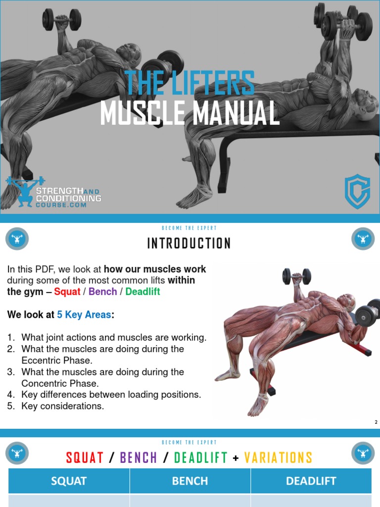 Muscle Manual for Lifting Techniques | PDF | Shoulder | Joints