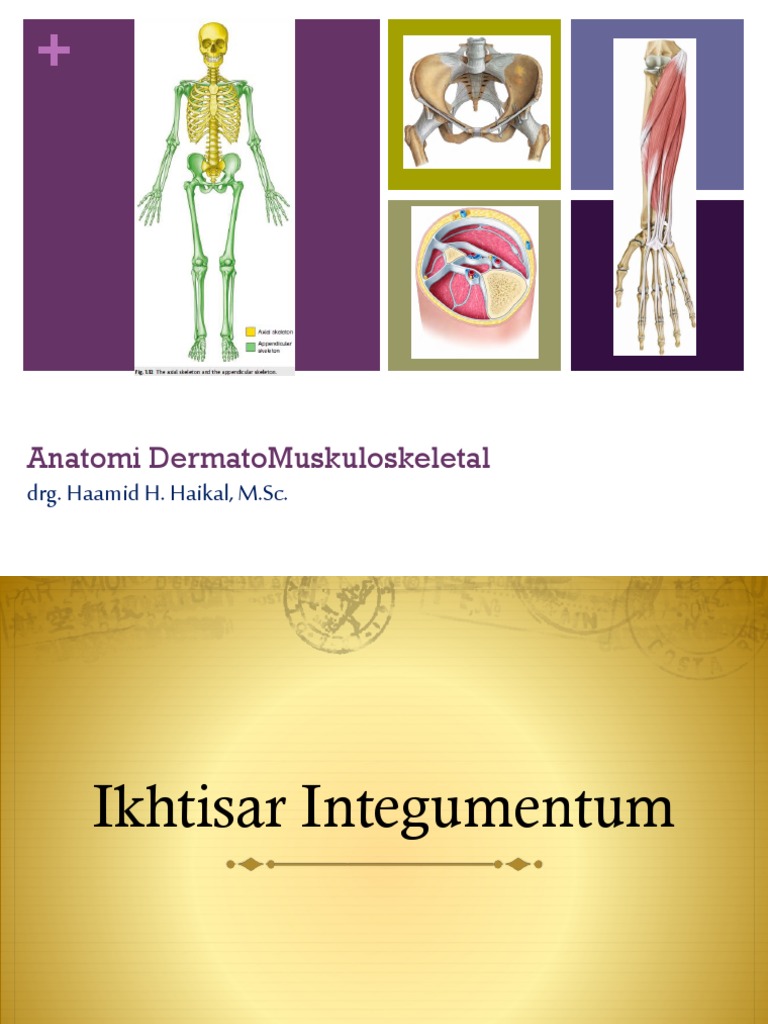 Anatomi dermatomuskular dan skelet sistem | PDF | Anatomia | Sistema Esquelético