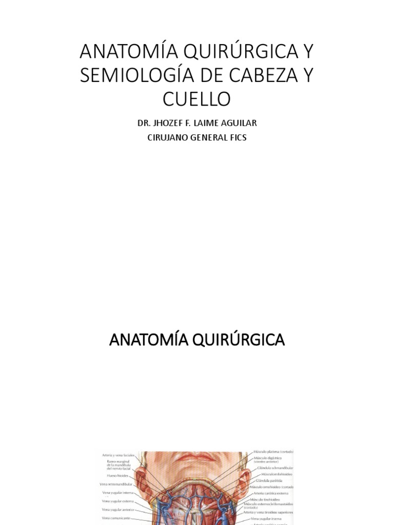 Anatomía Quirúrgica de Cabeza y Cuello | PDF | Tiroides | Anatomía