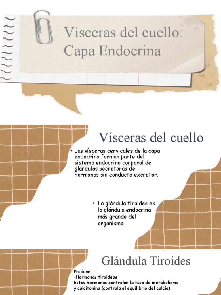 Vísceras Del Cuello | PDF | Tiroides | Glándula paratiroidea