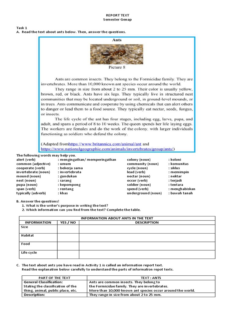 Report Text Activity 1 | PDF | Ant | Insects