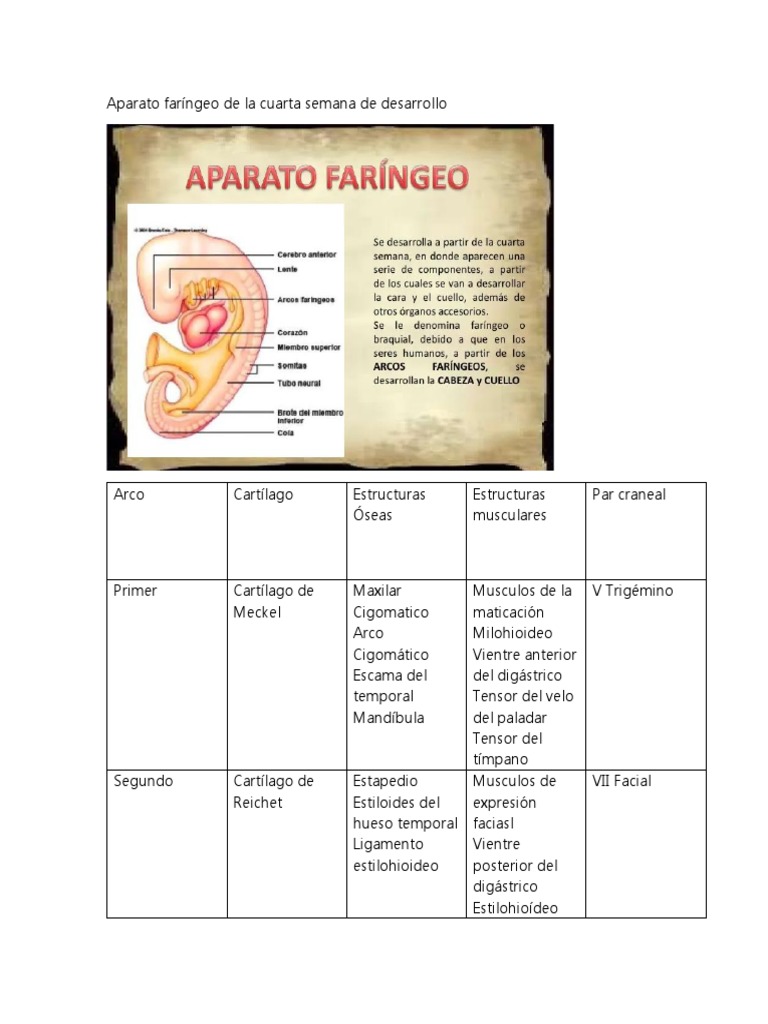 Aparato Faríngeo de La Cuarta Semana de Desarrollo | PDF | Anatomía ...