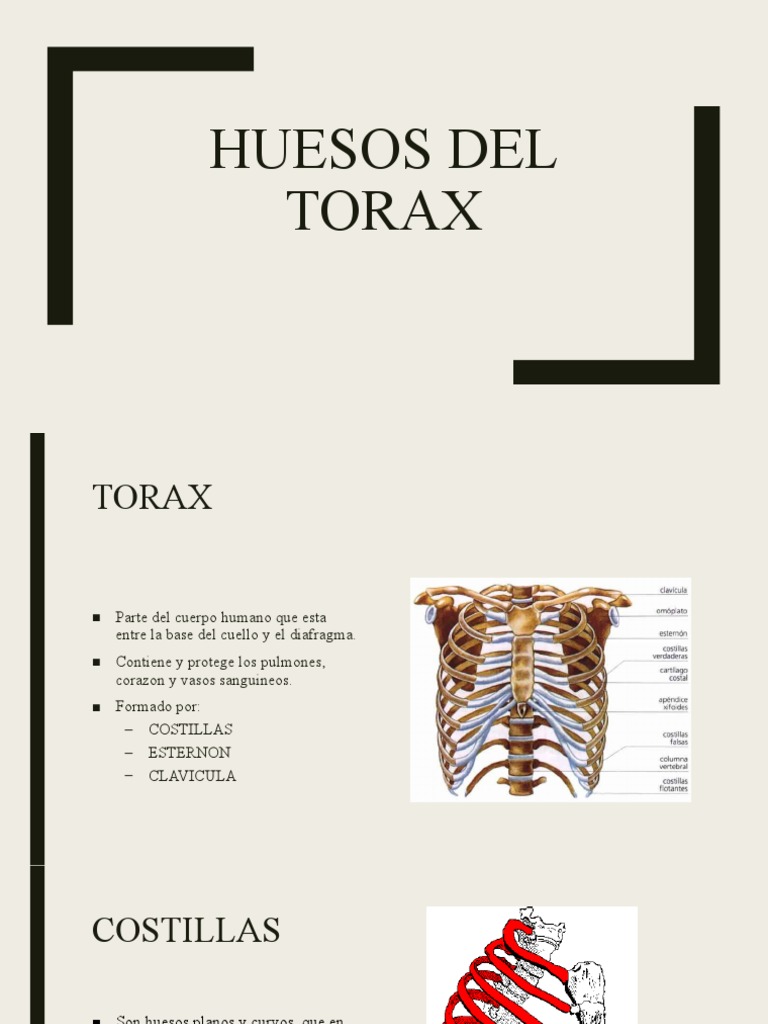 Huesos del Tórax y su Función | PDF