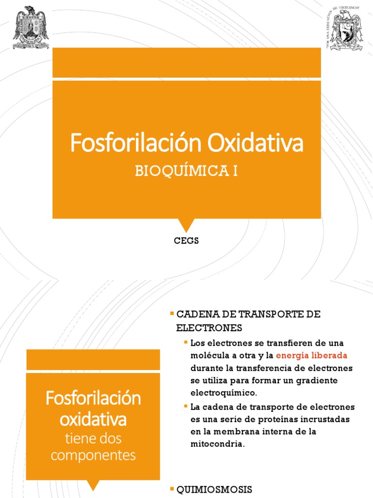 Fosforilación Oxidativa y Quimiosmosis | PDF | Trifosfato de adenosina ...