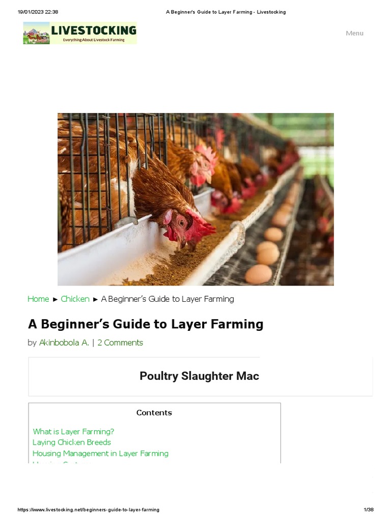 A Beginner's Guide To Layer Farming - Livestocking | PDF | Chicken ...