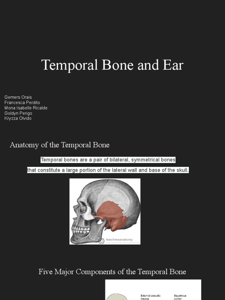Temporal Bone and Ear | PDF | Ear | Musculoskeletal System