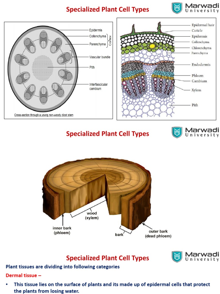 Unit1 Specialized Plant Cell Typespdf 2021 04-14-06!00!27 | PDF ...