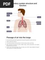 1B Chapter 7 (Gas Exchange) Exercise Solution | PDF | Lung ...
