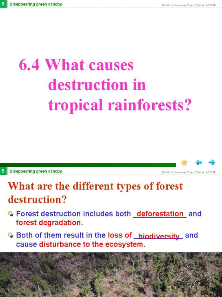 6.4 What Causes Destruction in Tropical Rainforests? | PDF | Palm Oil ...